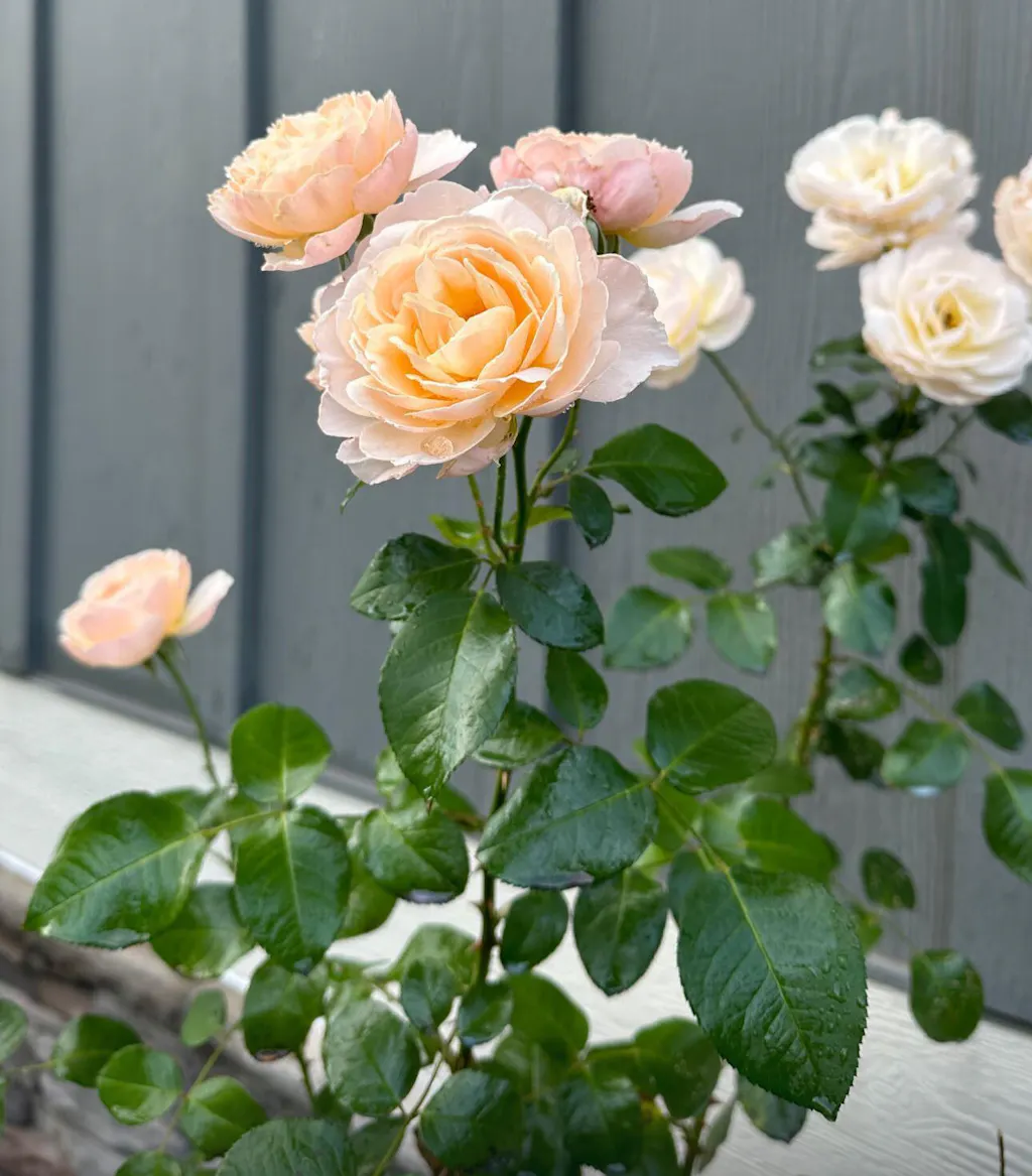 Moonlight in Paris™ – Heirloom Roses