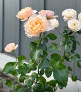 Moonlight in Paris™ – Heirloom Roses