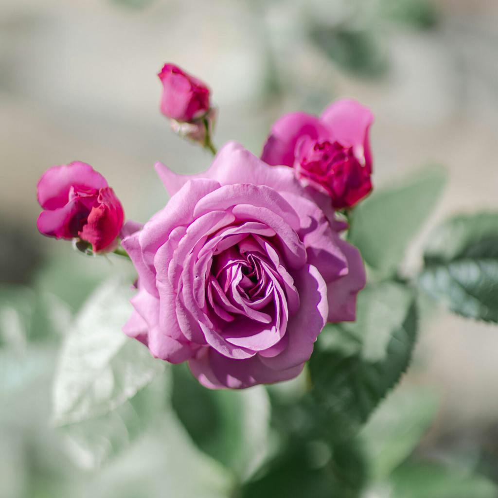 Plum Perfect Rose - Floribunda - Lightly Fragrant – Heirloom Roses