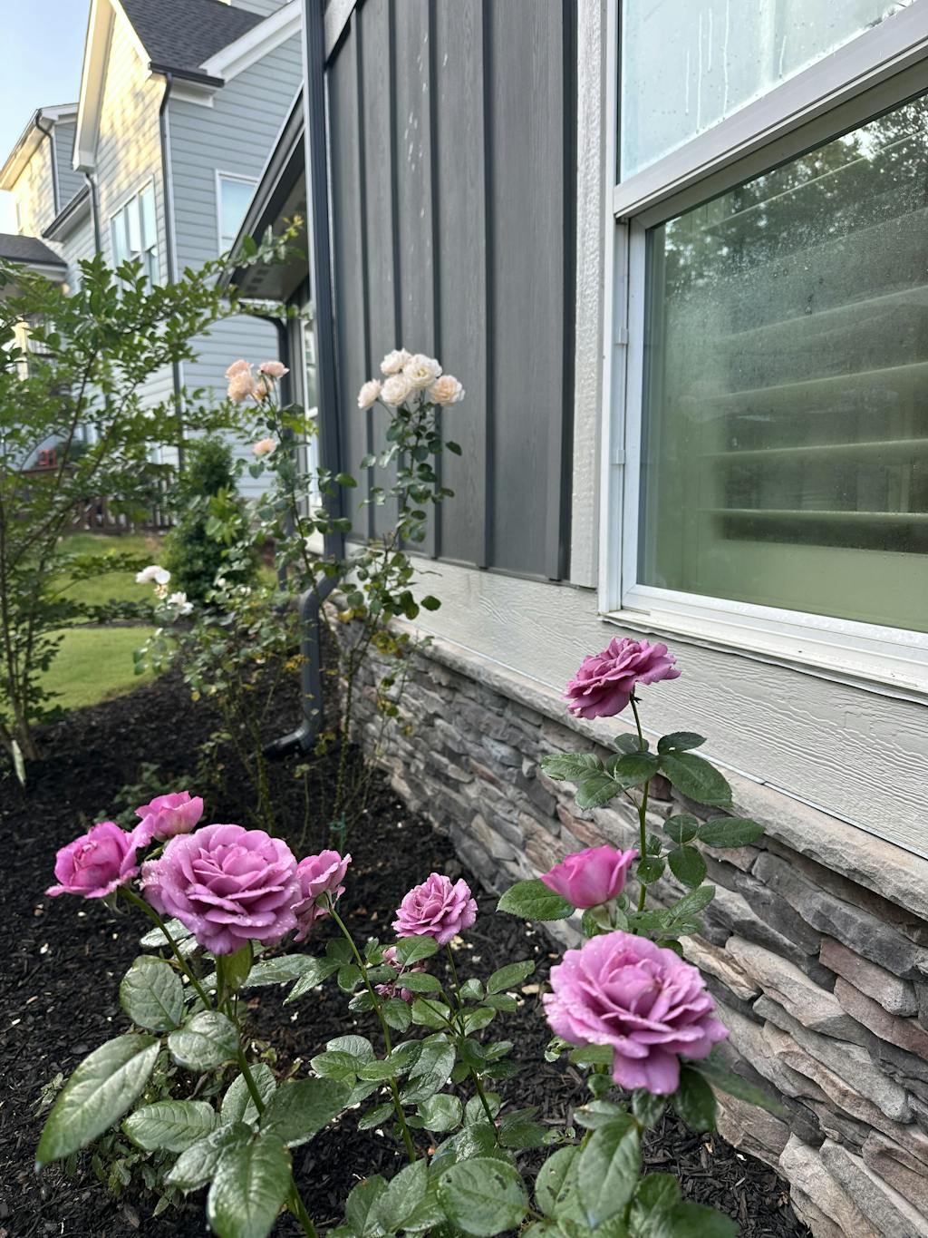 Plum Perfect Rose - Floribunda - Lightly Fragrant – Heirloom Roses