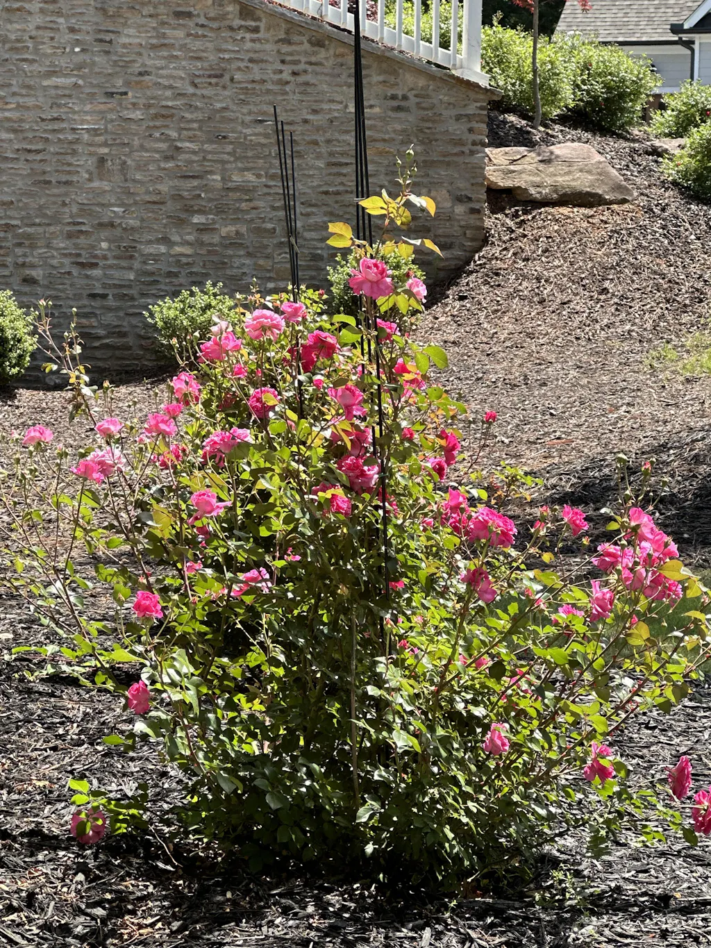 Flamenco Rosita Shrub Rose | Pink Rose Plant – Heirloom