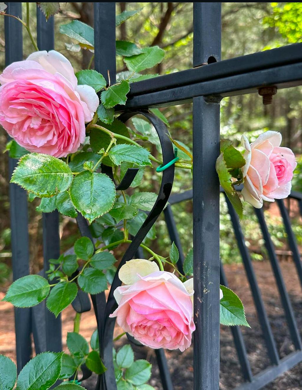 Eden Rose - Climbing Roses - Lightly Fragrant – Heirloom Roses