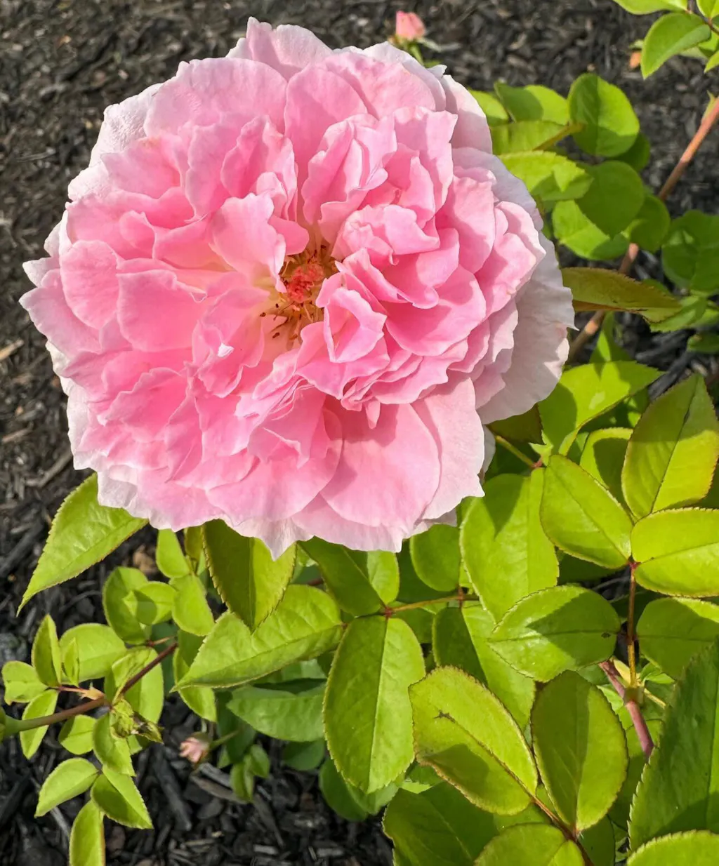April Love Rose - Shrub - Exceptionally Fragrant – Heirloom Roses