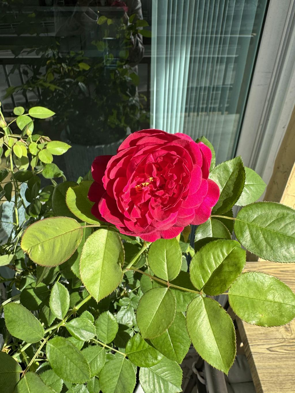 Darcey Bussell – Heirloom Roses