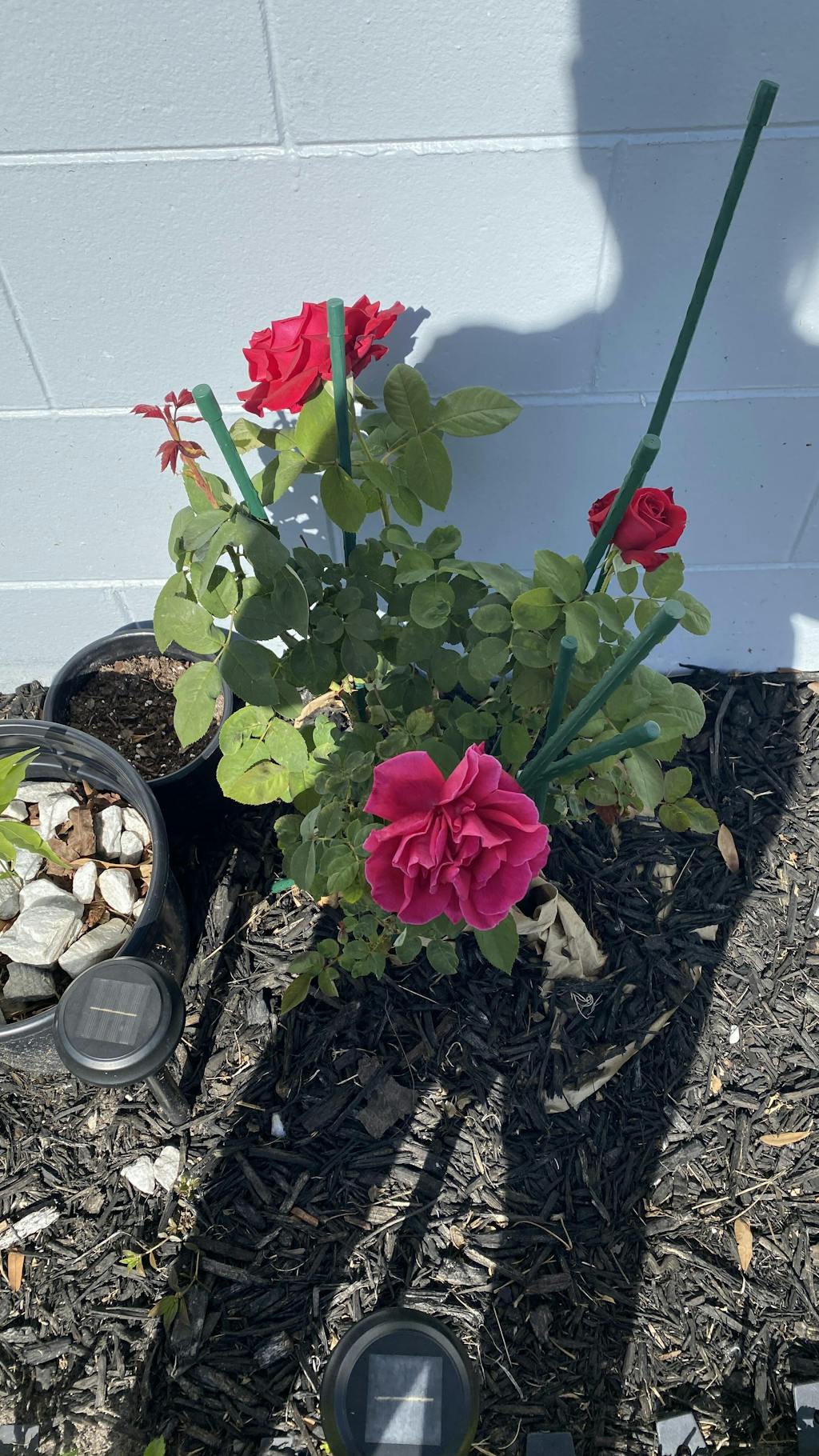 Chrysler Imperial Hybrid Tea Rose | Fragrant Rose Plant – Heirloom Roses