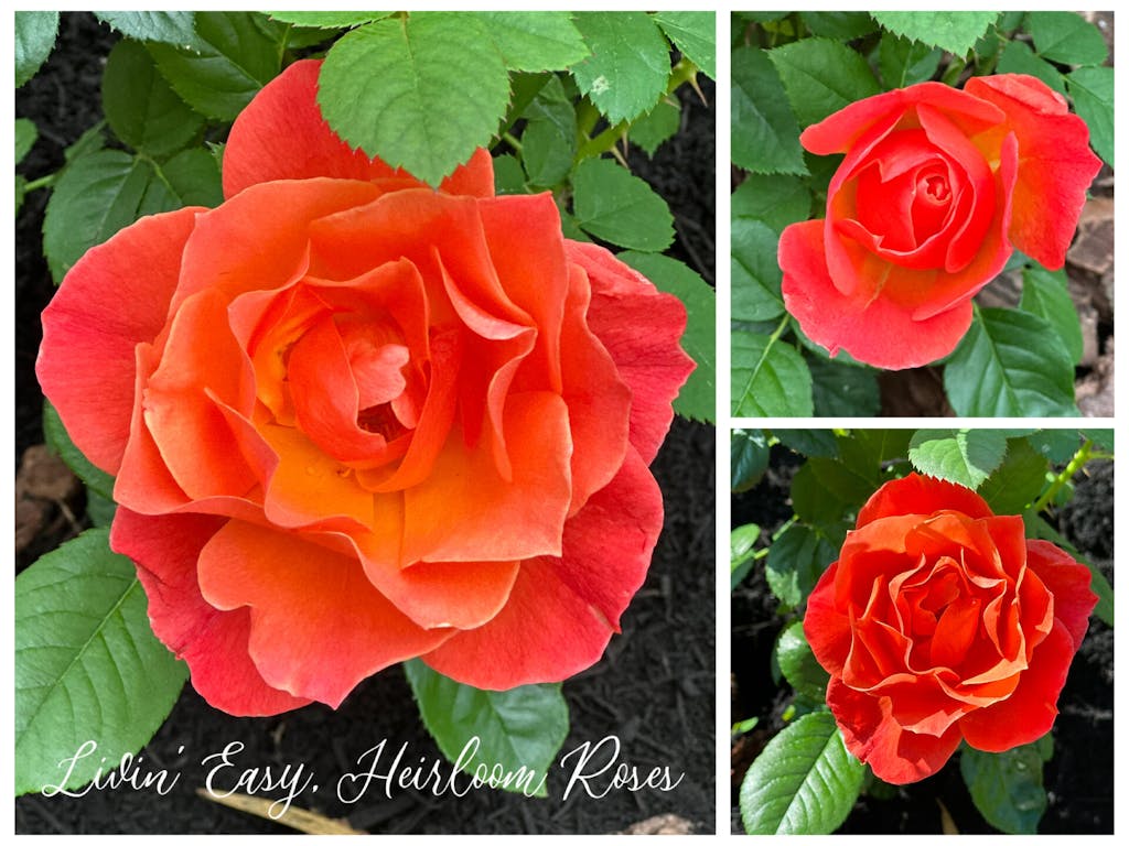 Livin' Easy Floribunda Rose | Orange Rose Plant – Heirloom Roses