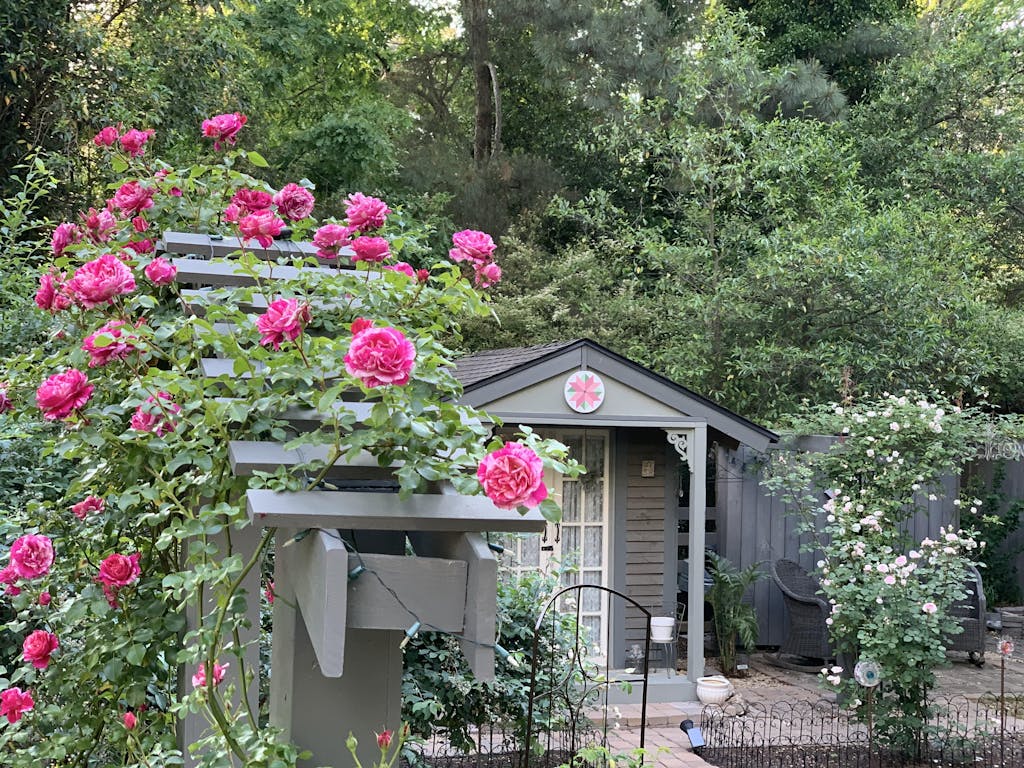 Raspberry Cream Twirl Rose - Climbing Roses - Lightly Fragrant ...
