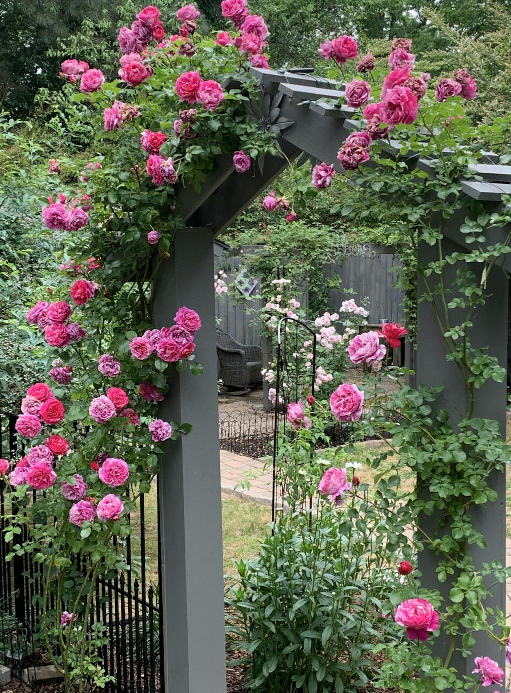 Raspberry Cream Twirl Rose - Climbing Roses - Lightly Fragrant ...