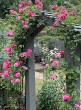 Raspberry Cream Twirl Rose - Climbing Roses - Lightly Fragrant ...