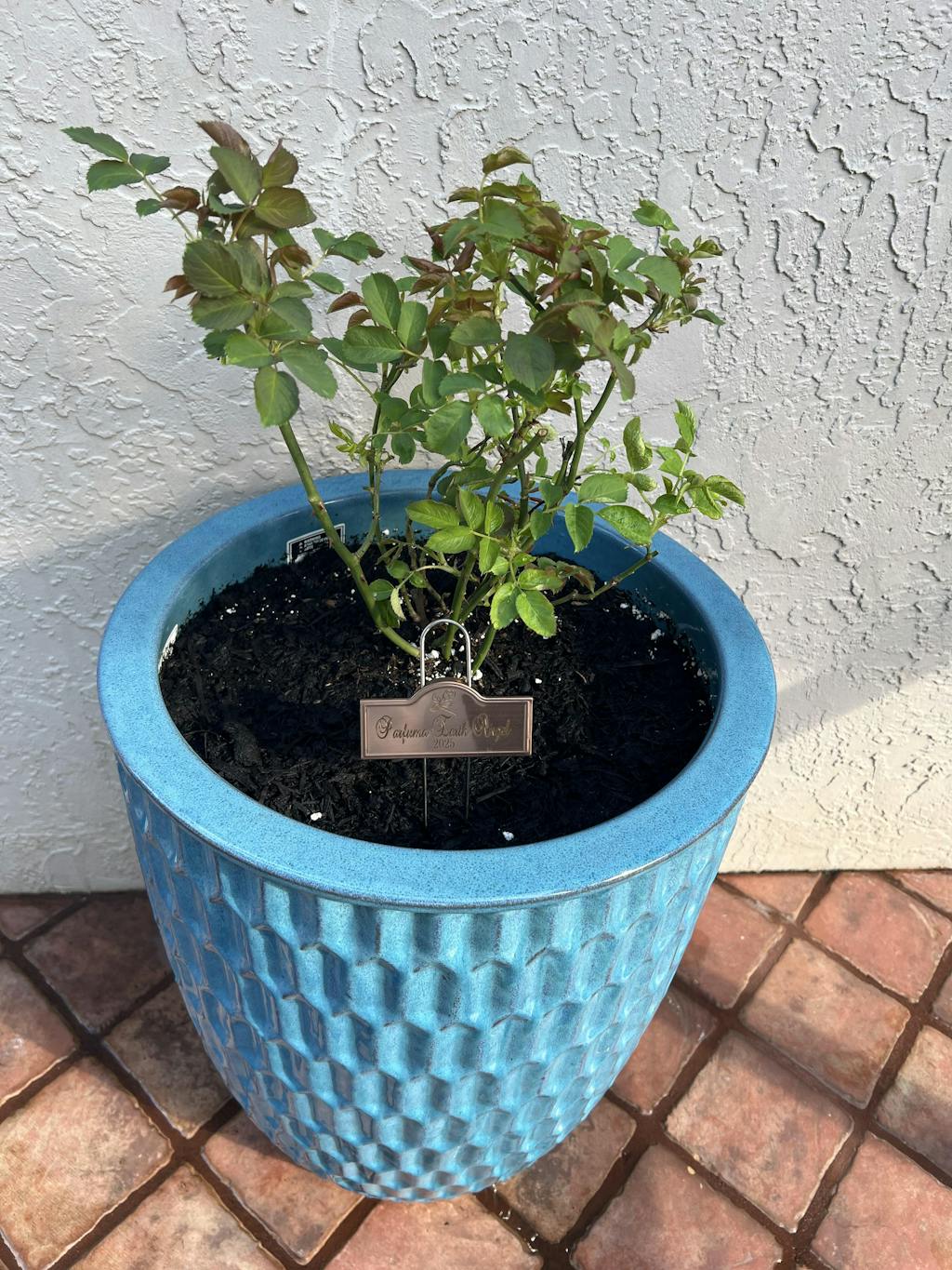 Earth Angel Rose - Floribunda - Exceptionally Fragrant – Heirloom Roses