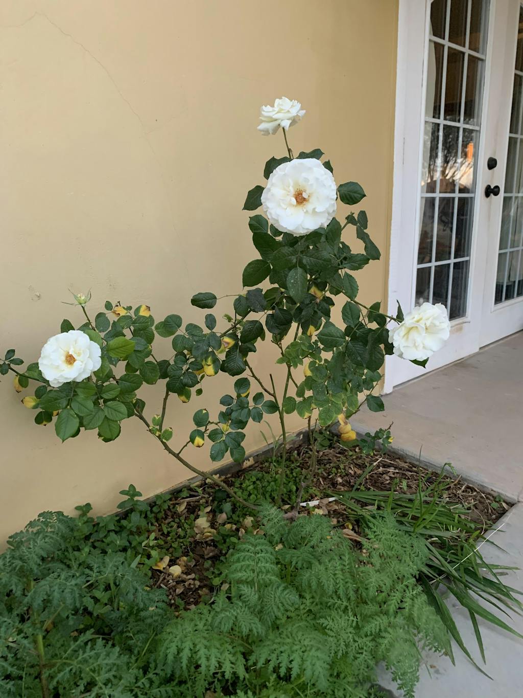 Margaret Merril Rose - English Legend - Exceptionally Fragrant ...