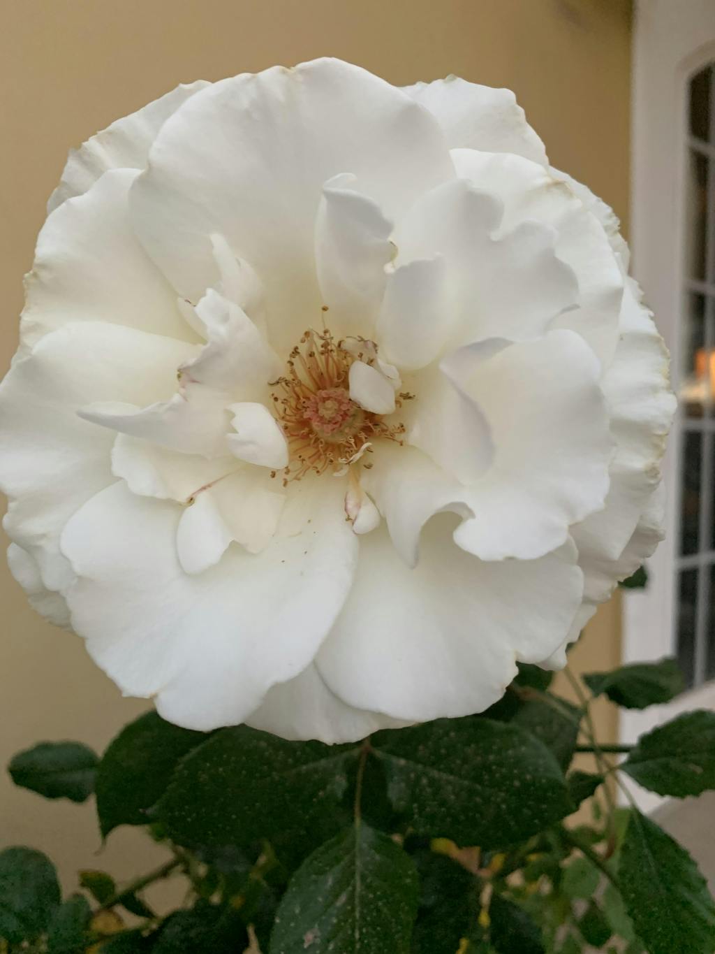 Margaret Merril Rose - English Legend - Exceptionally Fragrant ...