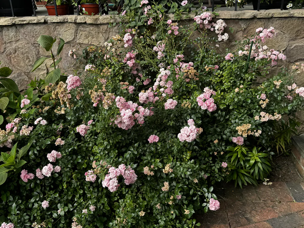The Fairy Polyantha Rose | Pink Rose Bush – Heirloom
