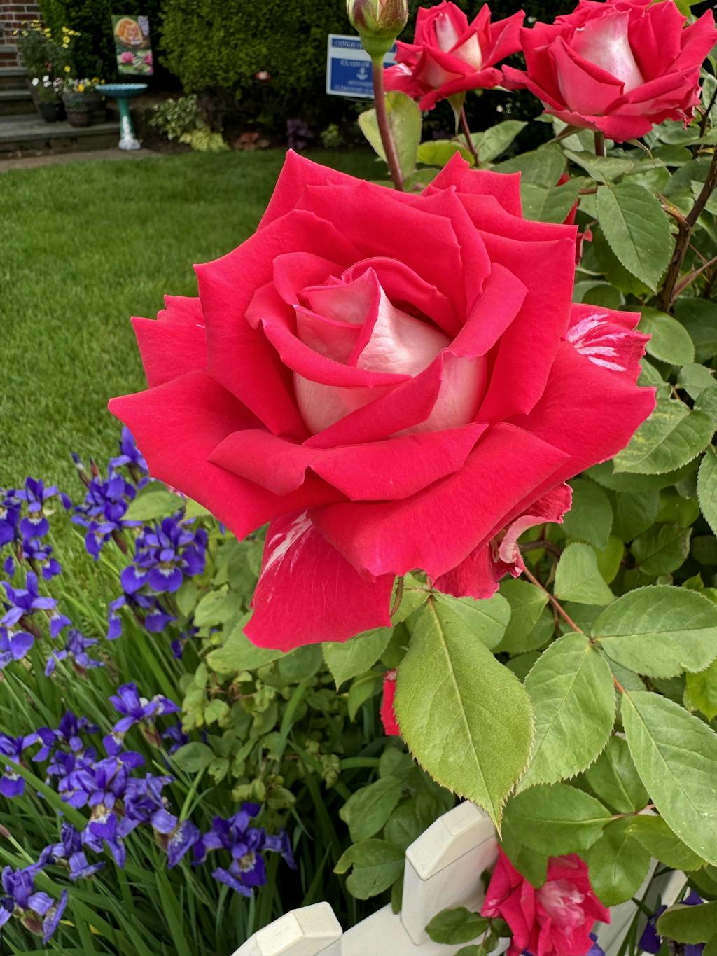 Love Grandiflora Rose | Colorful Rose Bush – Heirloom Roses