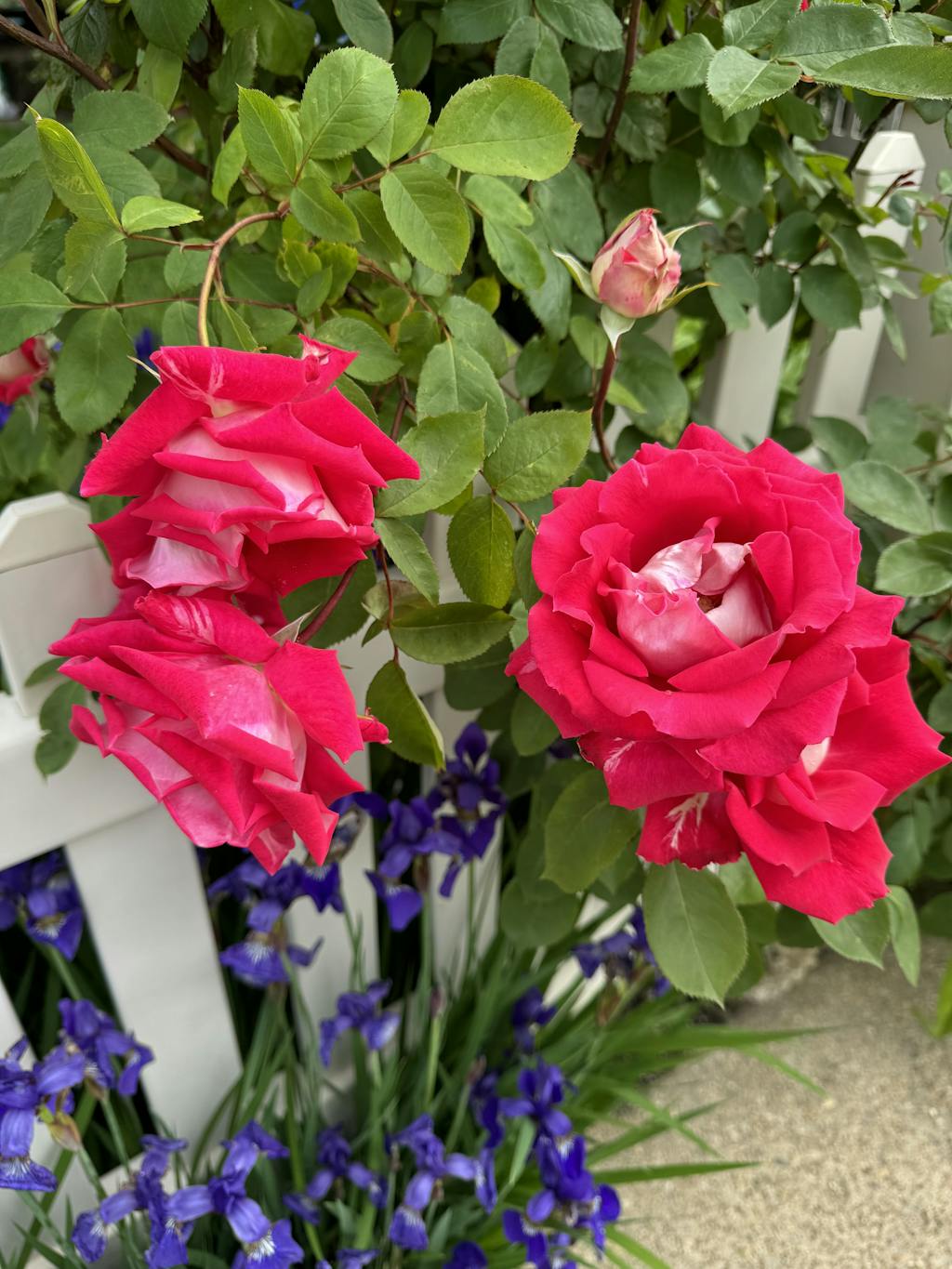 Love Grandiflora Rose | Colorful Rose Bush – Heirloom Roses