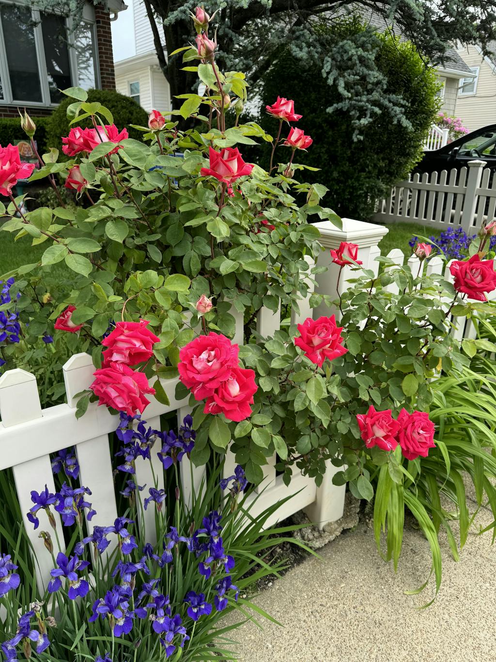 Love Grandiflora Rose | Colorful Rose Bush – Heirloom Roses