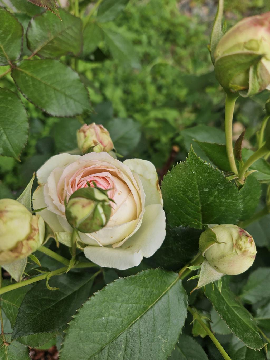 Eden Rose - Climbing Roses - Lightly Fragrant – Heirloom Roses
