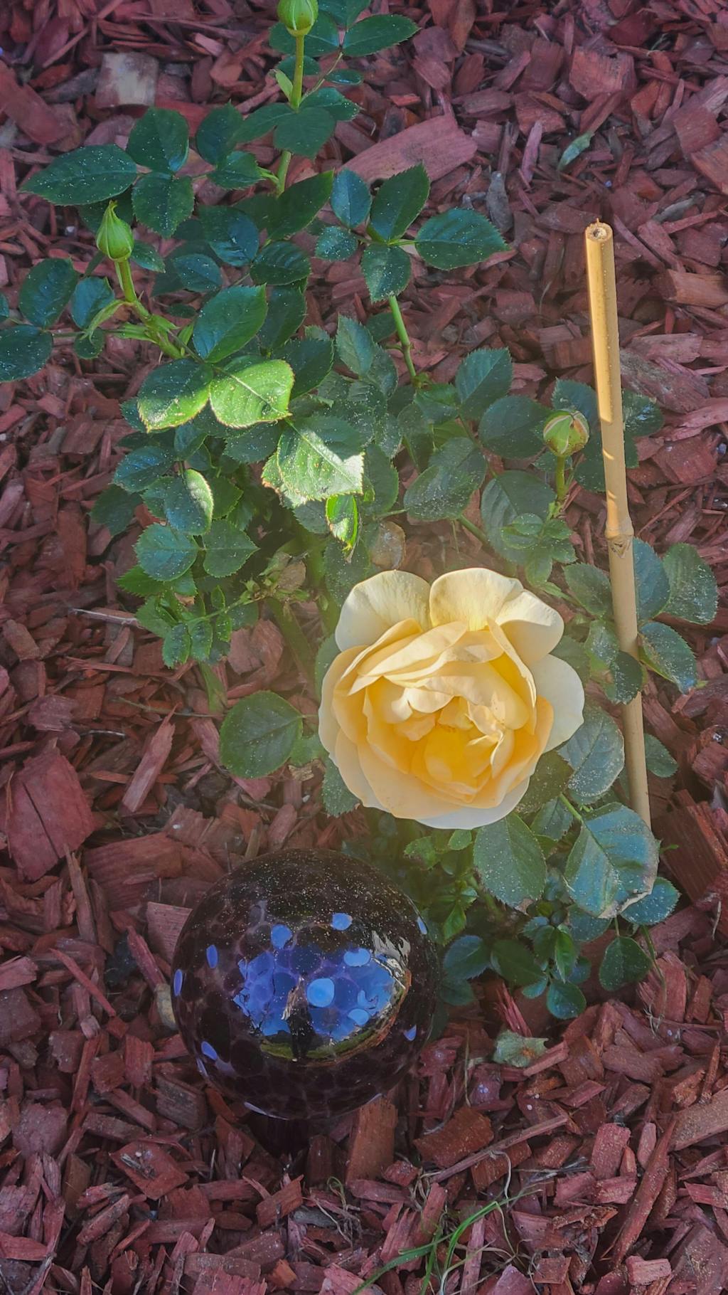 Julia Child Floribunda Rose | Yellow Rose Plant – Heirloom Roses