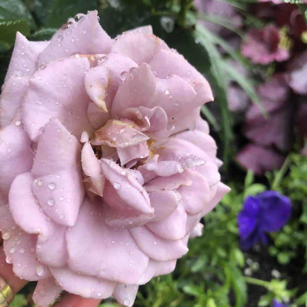 Koko Loko Rose - Floribunda - Moderately Fragrant – Heirloom Roses