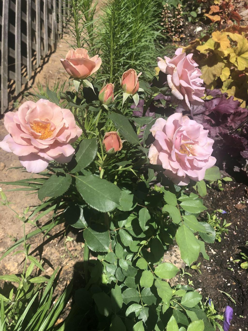 Koko Loko Rose - Floribunda - Moderately Fragrant – Heirloom Roses