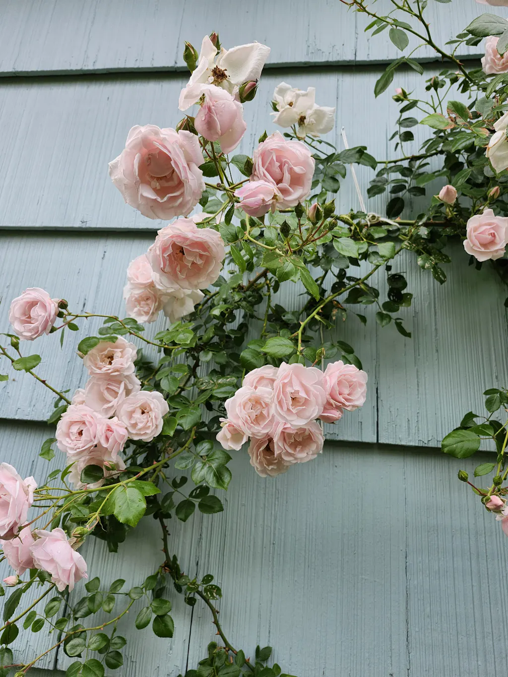 New Dawn Rose - Pink Climbing Roses - Fragrant Rose Plants – Heirloom Roses