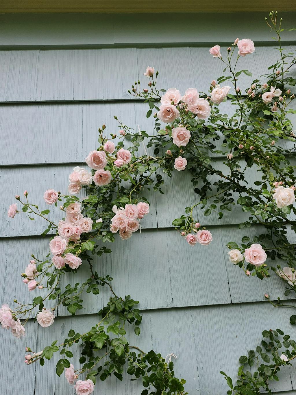 New Dawn Rose - Pink Climbing Roses - Fragrant Rose Plants – Heirloom Roses