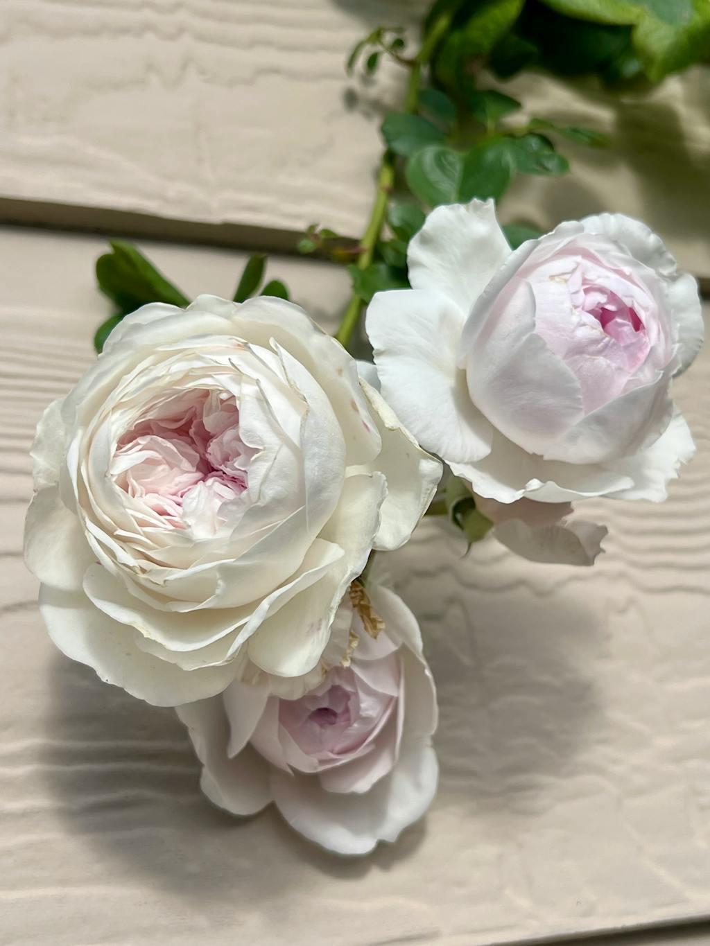 Earth Angel Rose - Floribunda - Exceptionally Fragrant – Heirloom Roses