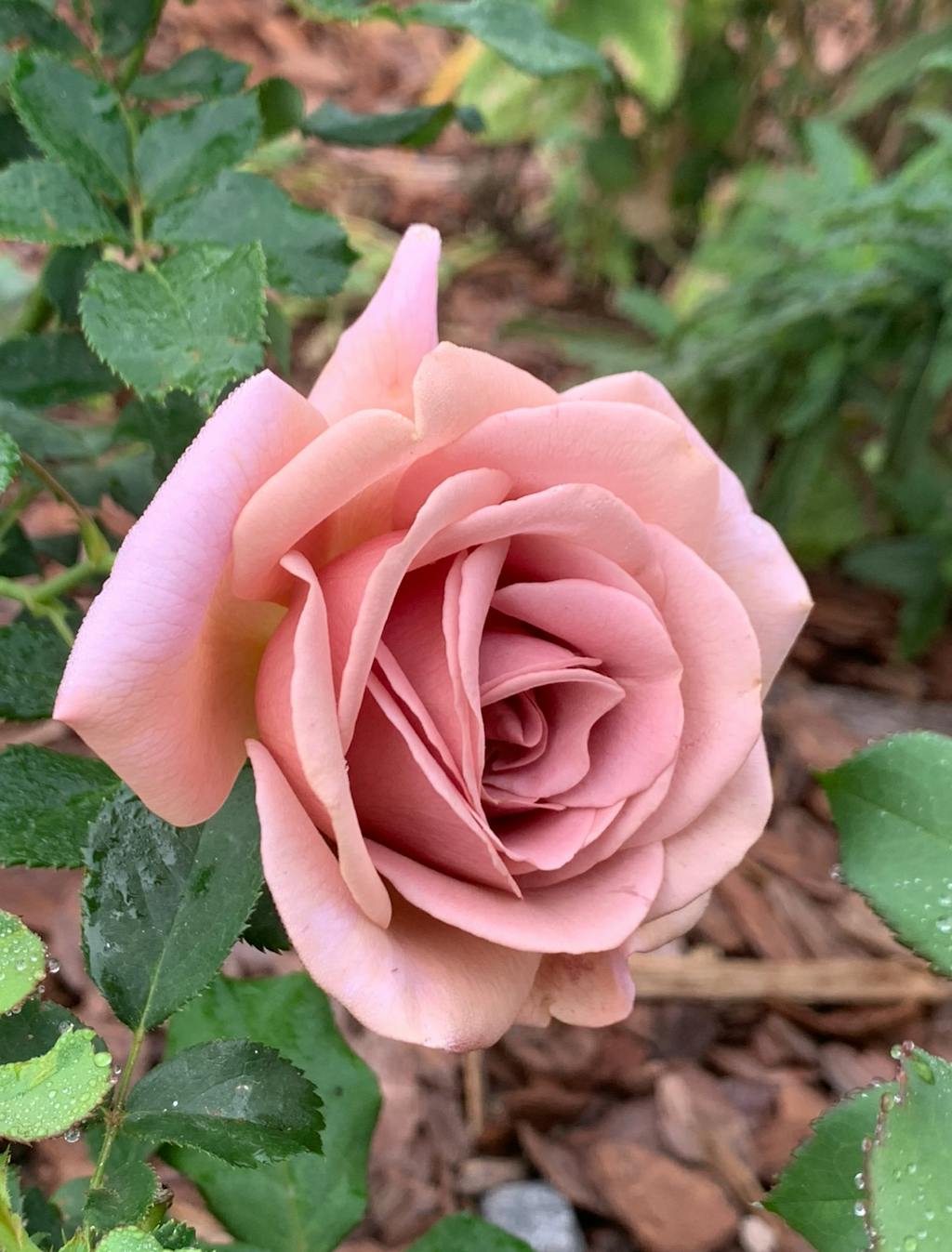 Koko Loko Rose - Floribunda - Moderately Fragrant – Heirloom Roses