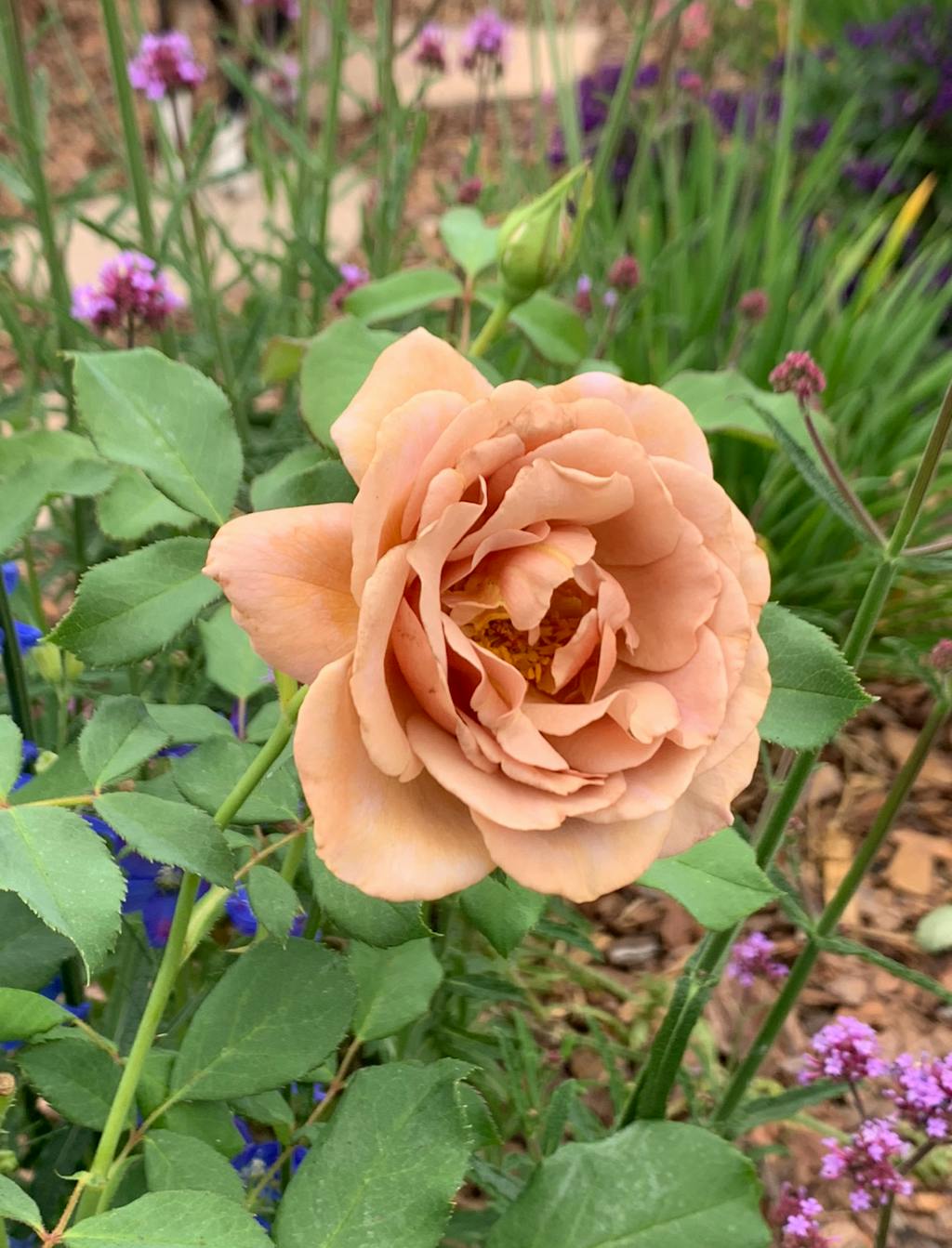 Koko Loko Rose - Floribunda - Moderately Fragrant – Heirloom Roses