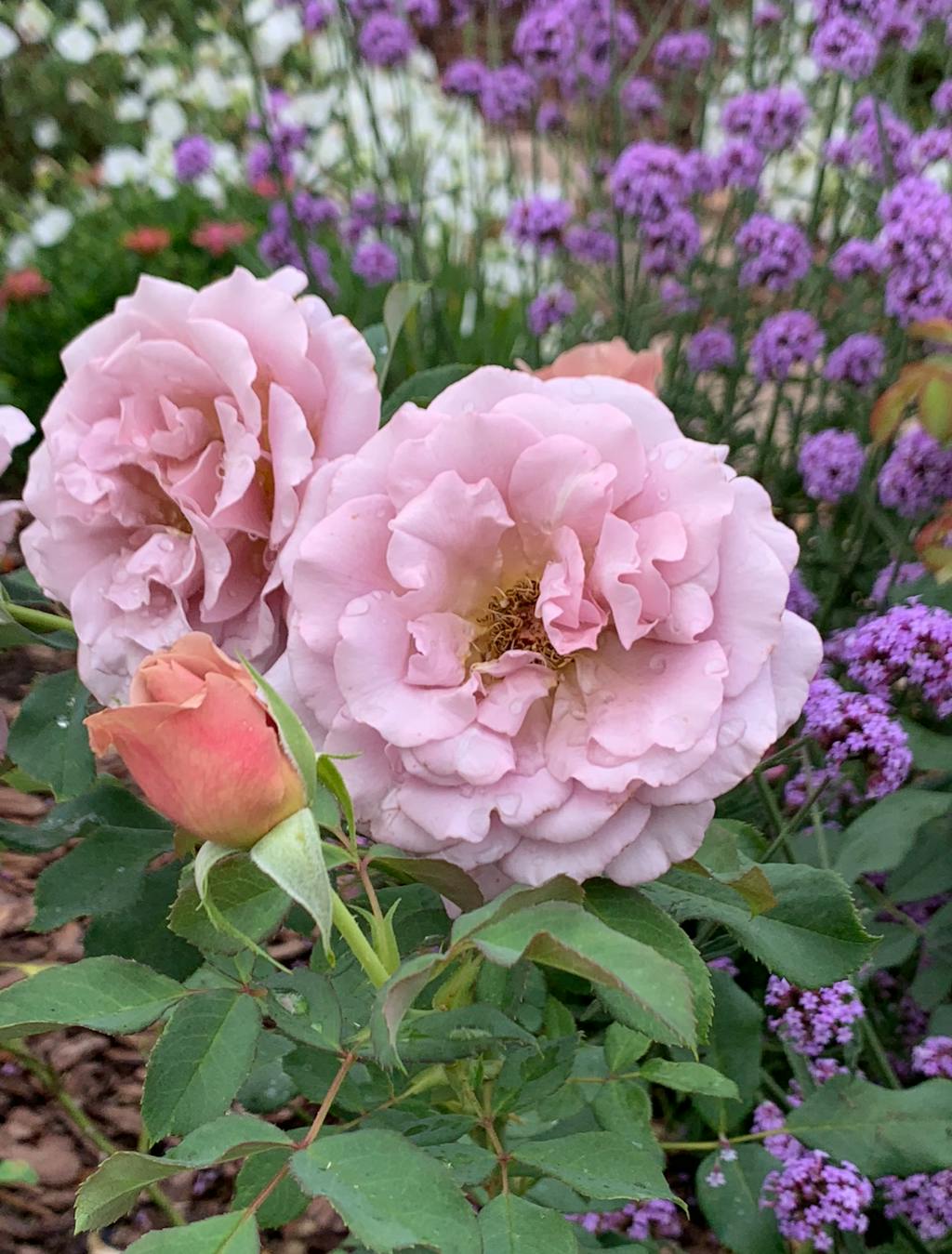 Koko Loko Rose - Floribunda - Moderately Fragrant – Heirloom Roses