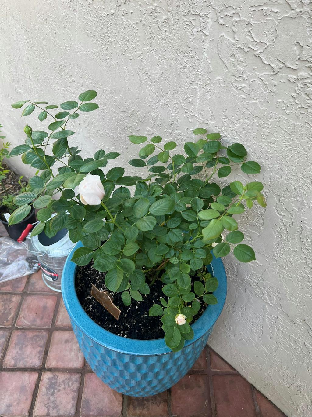 Earth Angel Rose - Floribunda - Exceptionally Fragrant – Heirloom Roses