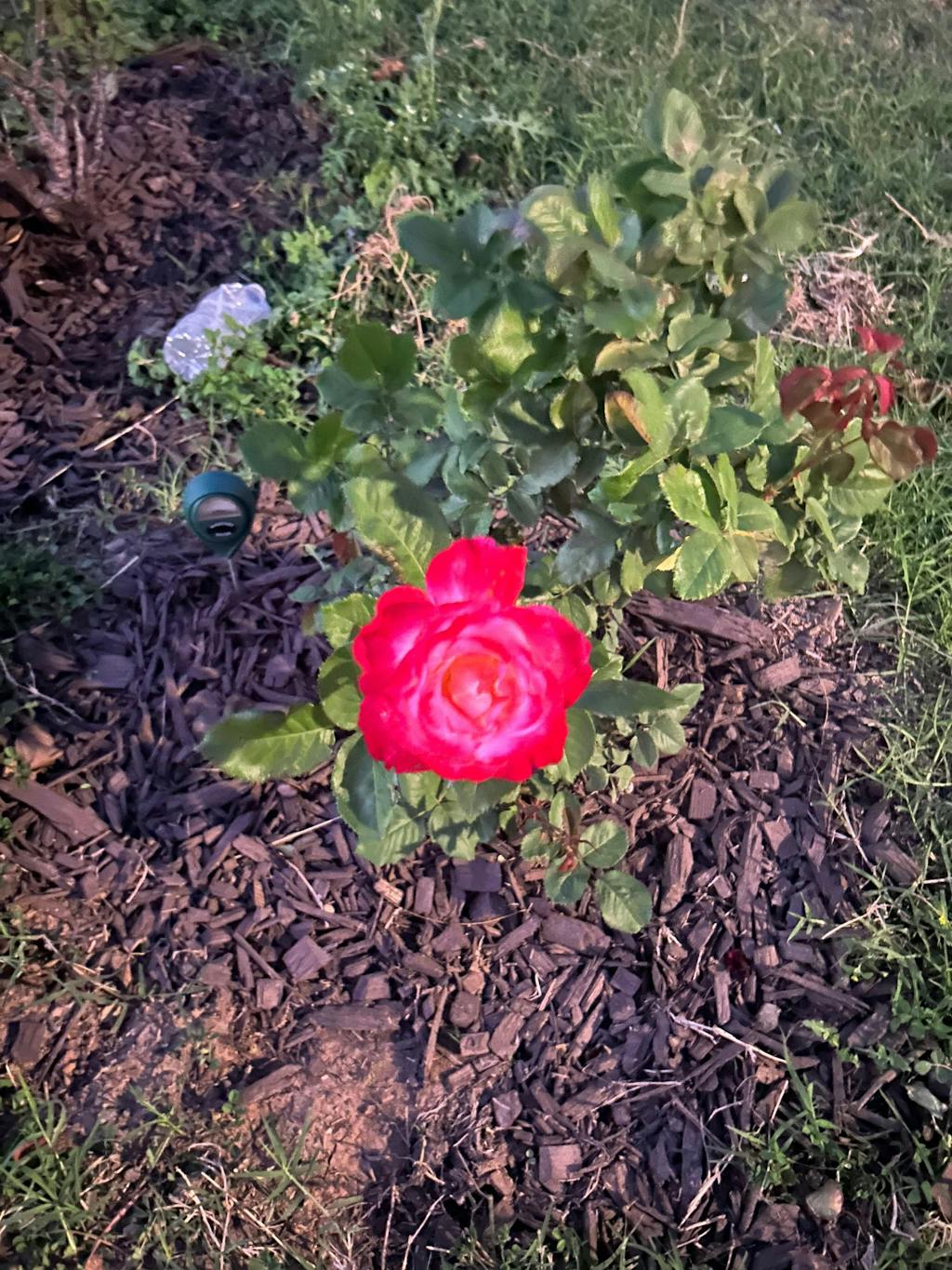 Double Delight Hybrid Tea Rose | Fragrant Rose Bush – Heirloom Roses