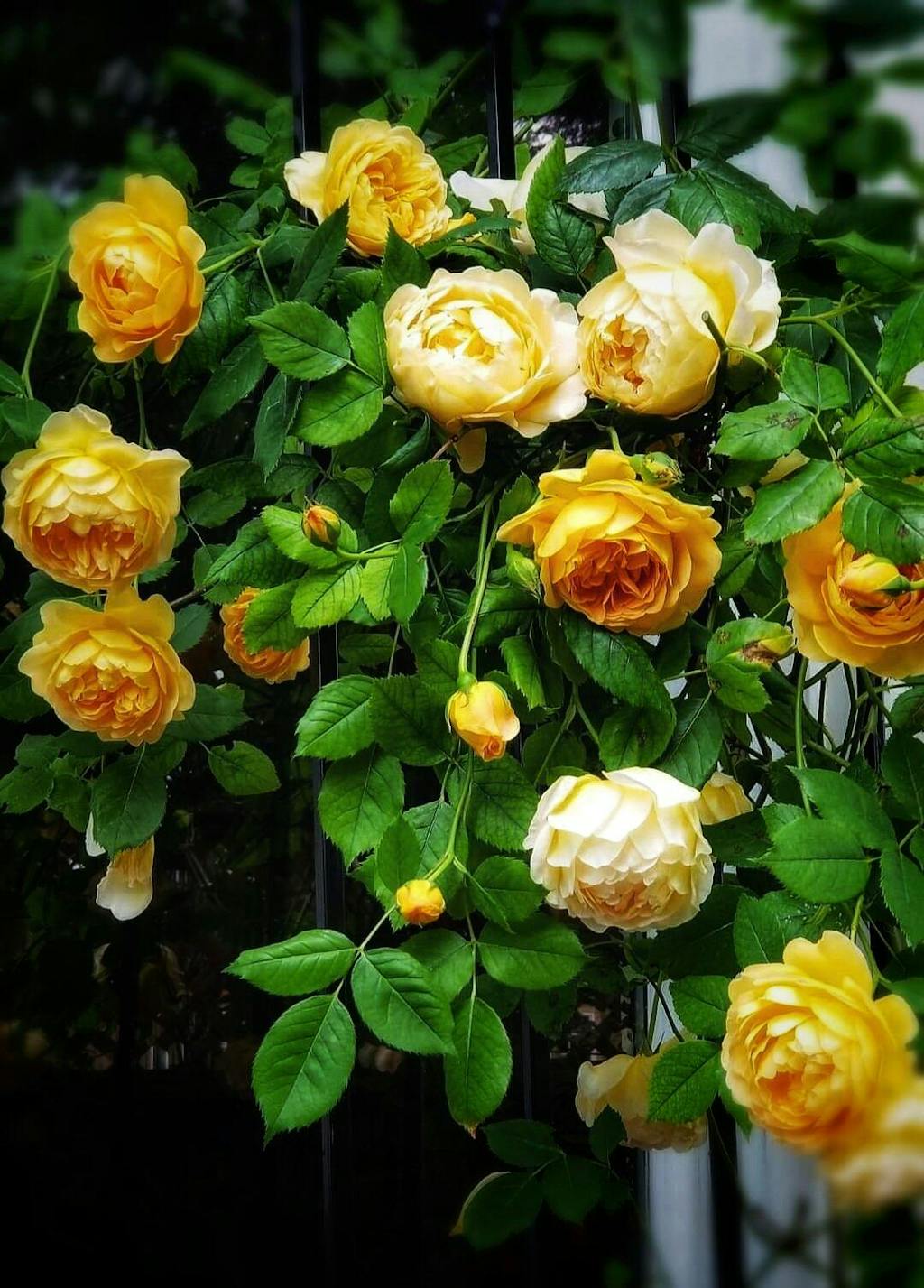 Golden Celebration Rose - David Austin - Very Fragrant – Heirloom Roses