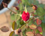 Electron Rose - Hybrid Tea - Exceptionally Fragrant – Heirloom Roses