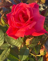 Electron Rose - Hybrid Tea - Exceptionally Fragrant – Heirloom Roses
