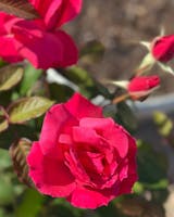 Electron Rose - Hybrid Tea - Exceptionally Fragrant – Heirloom Roses