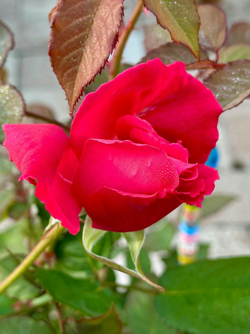 ElectronHybrid Tea Rose | Fragrant Rose Bush – Heirloom Roses
