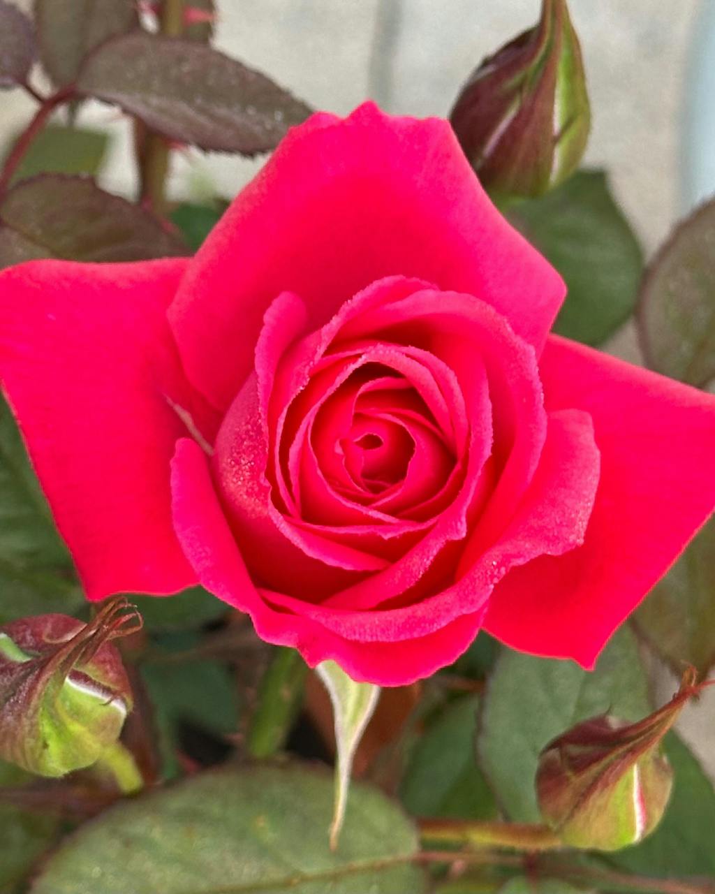 ElectronHybrid Tea Rose | Fragrant Rose Bush – Heirloom Roses