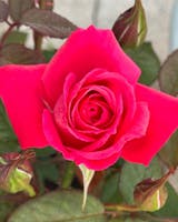 Electron Rose - Hybrid Tea - Exceptionally Fragrant – Heirloom Roses