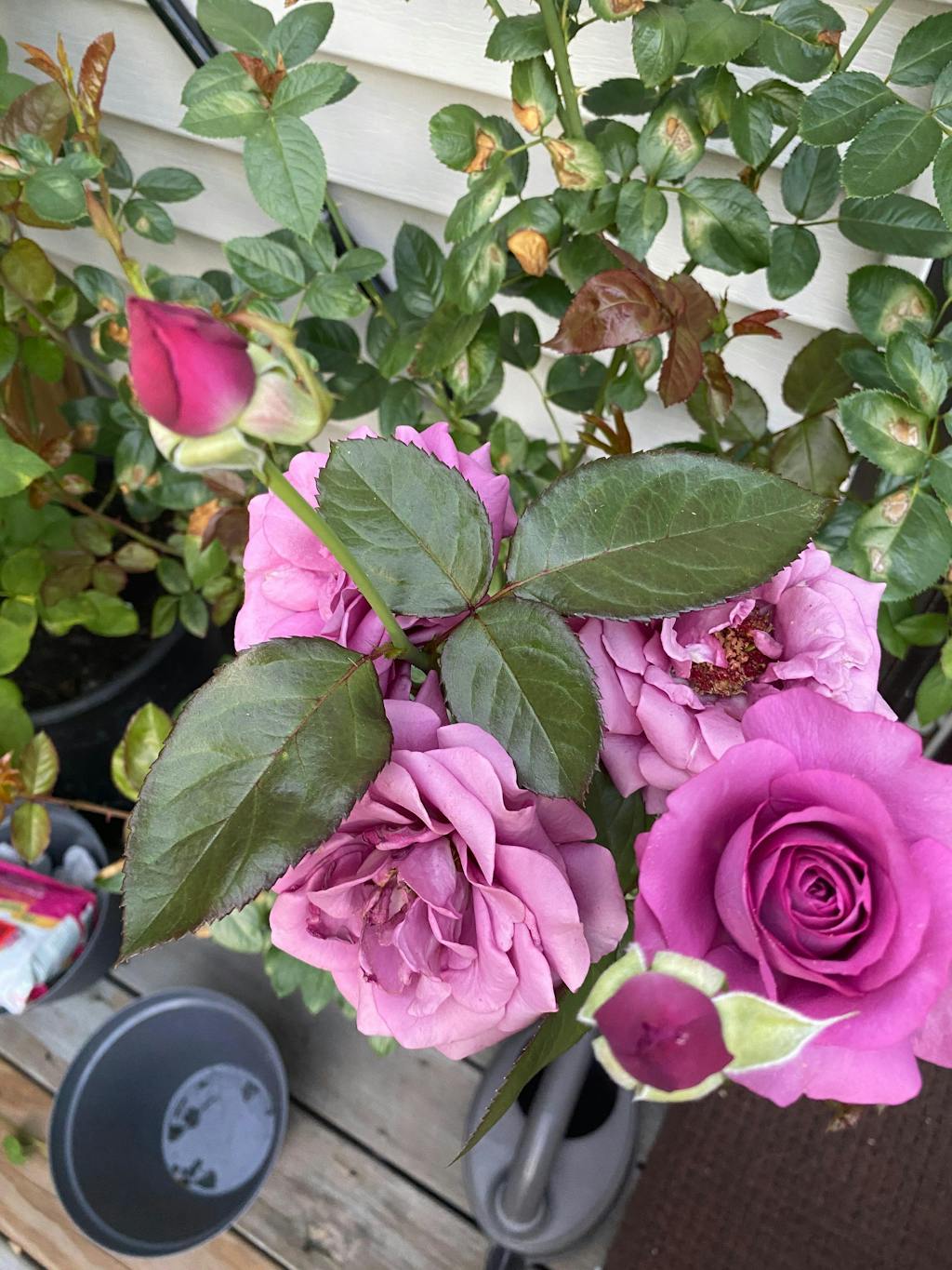 Plum Perfect Rose - Floribunda - Lightly Fragrant – Heirloom Roses
