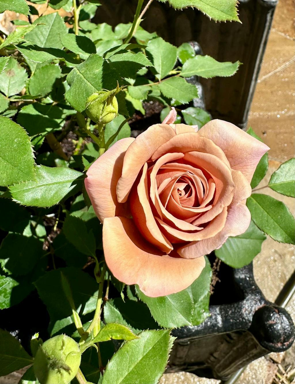 Koko Loko Rose - Floribunda - Moderately Fragrant – Heirloom Roses