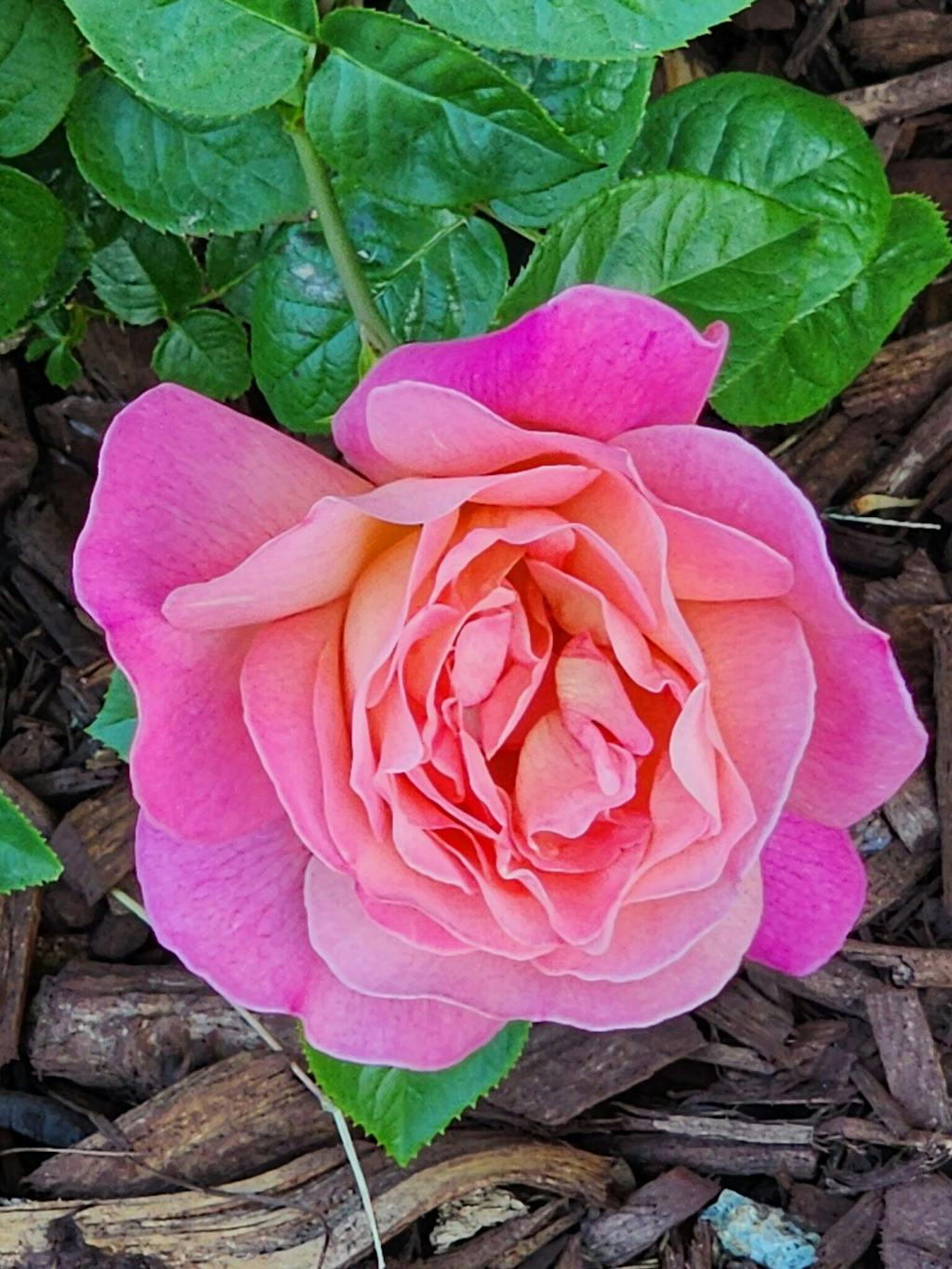 Chicago Peace Rose - Hybrid Tea - Moderately Fragrant – Heirloom Roses