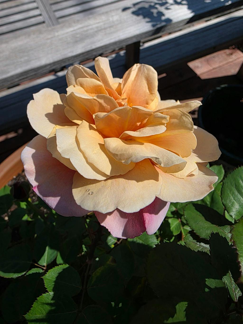Distant Drums Rose - Hardy - Moderately Fragrant – Heirloom Roses