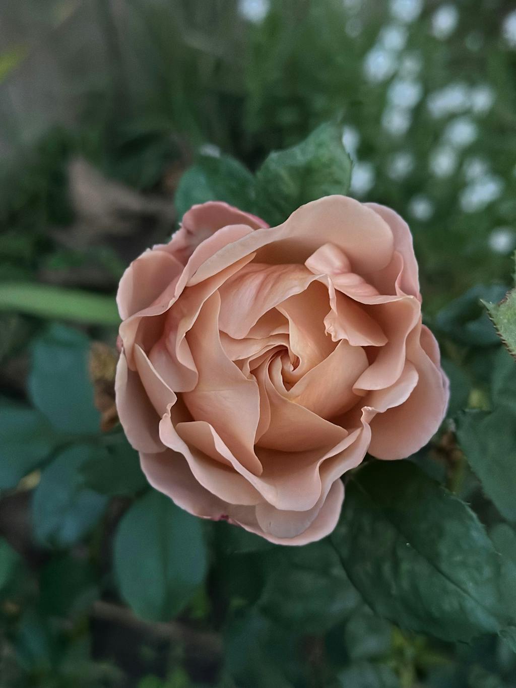 Koko Loko Rose - Floribunda - Moderately Fragrant – Heirloom Roses