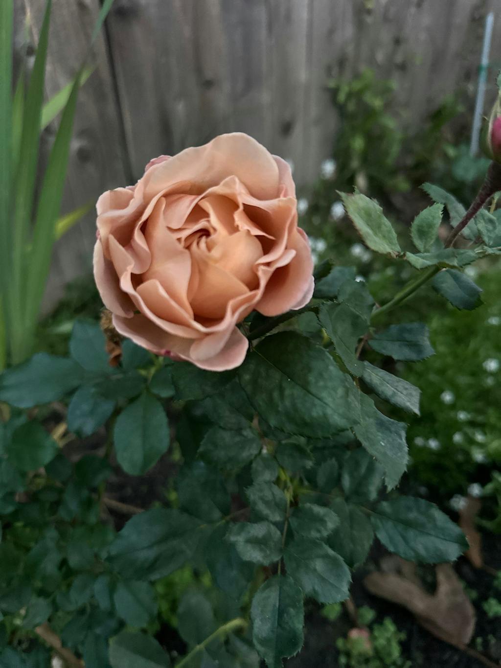 Koko Loko Rose - Floribunda - Moderately Fragrant – Heirloom Roses