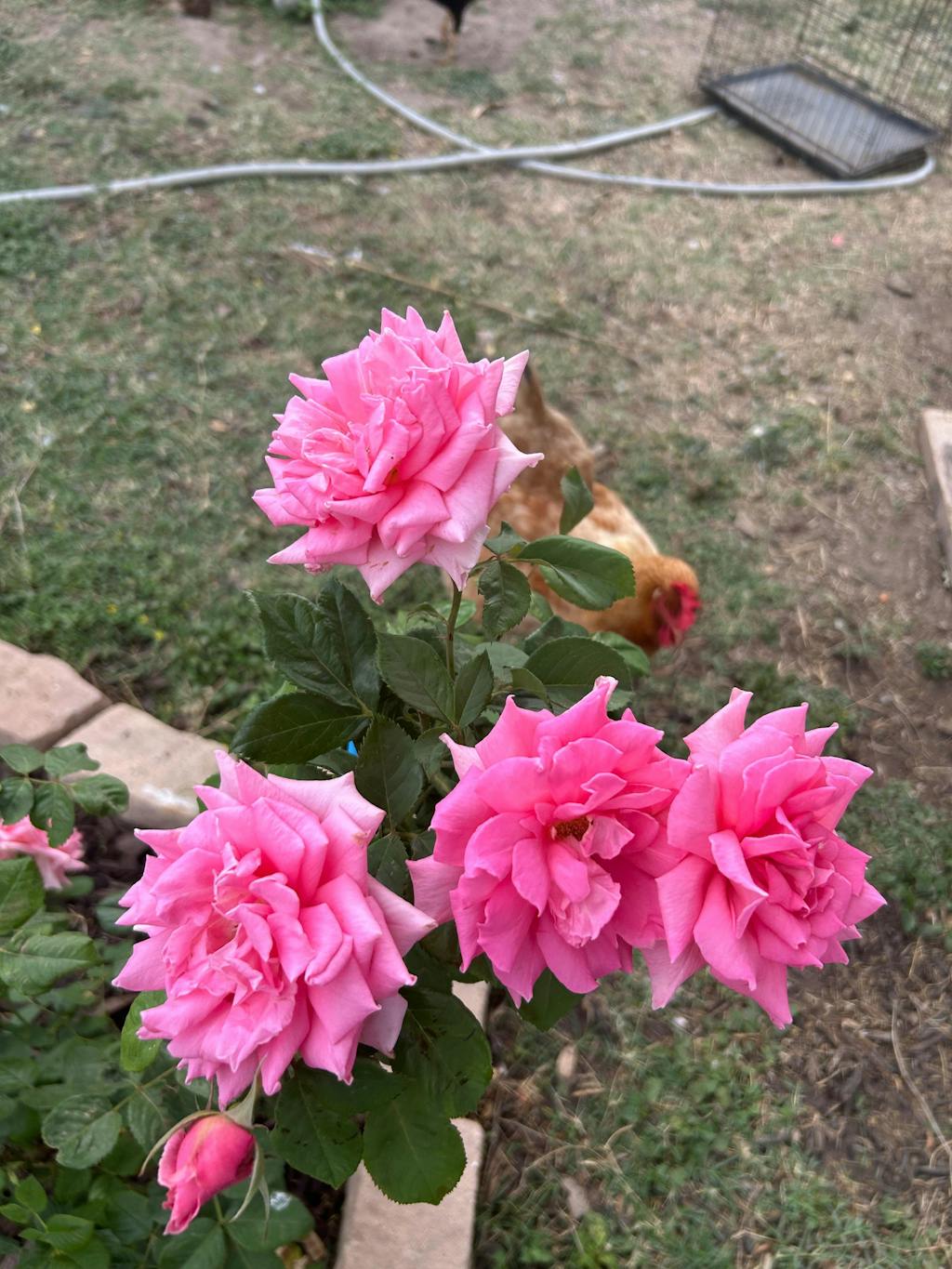 Aunt Honey Hardy Rose | Fragrant Rose Plant – Heirloom Roses