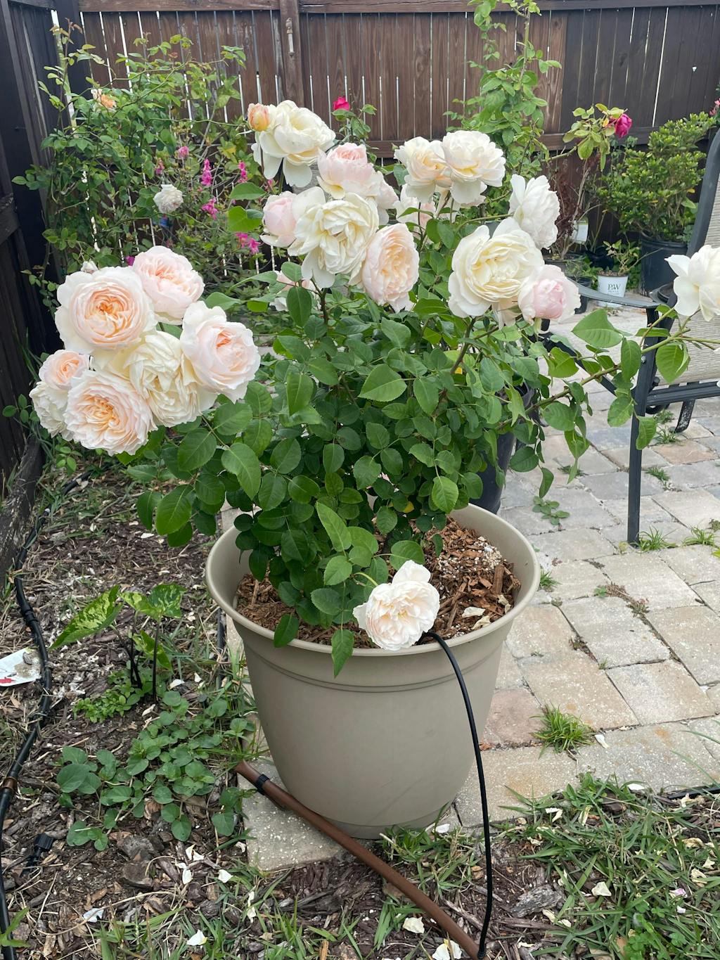 Moonlight in Paris™ – Heirloom Roses