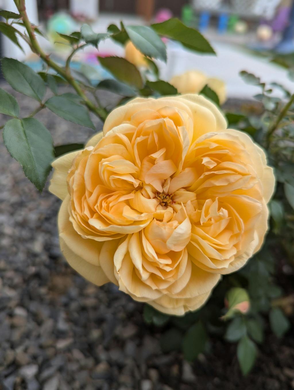 Sunbelt® South Africa® – Heirloom Roses