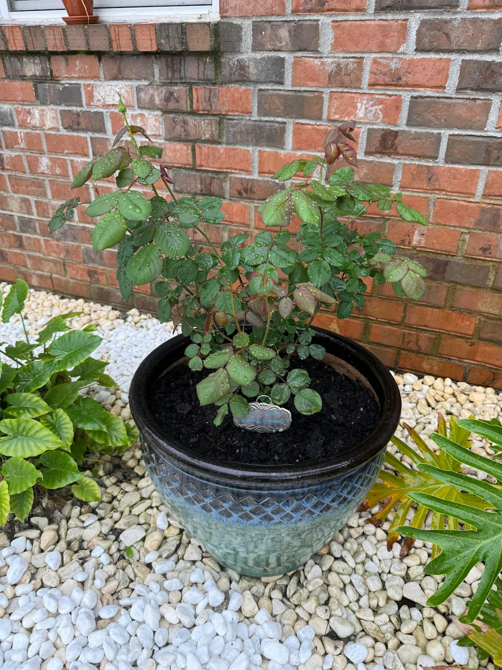 America Climbing Rose | Fragrant Rose Plant – Heirloom Roses