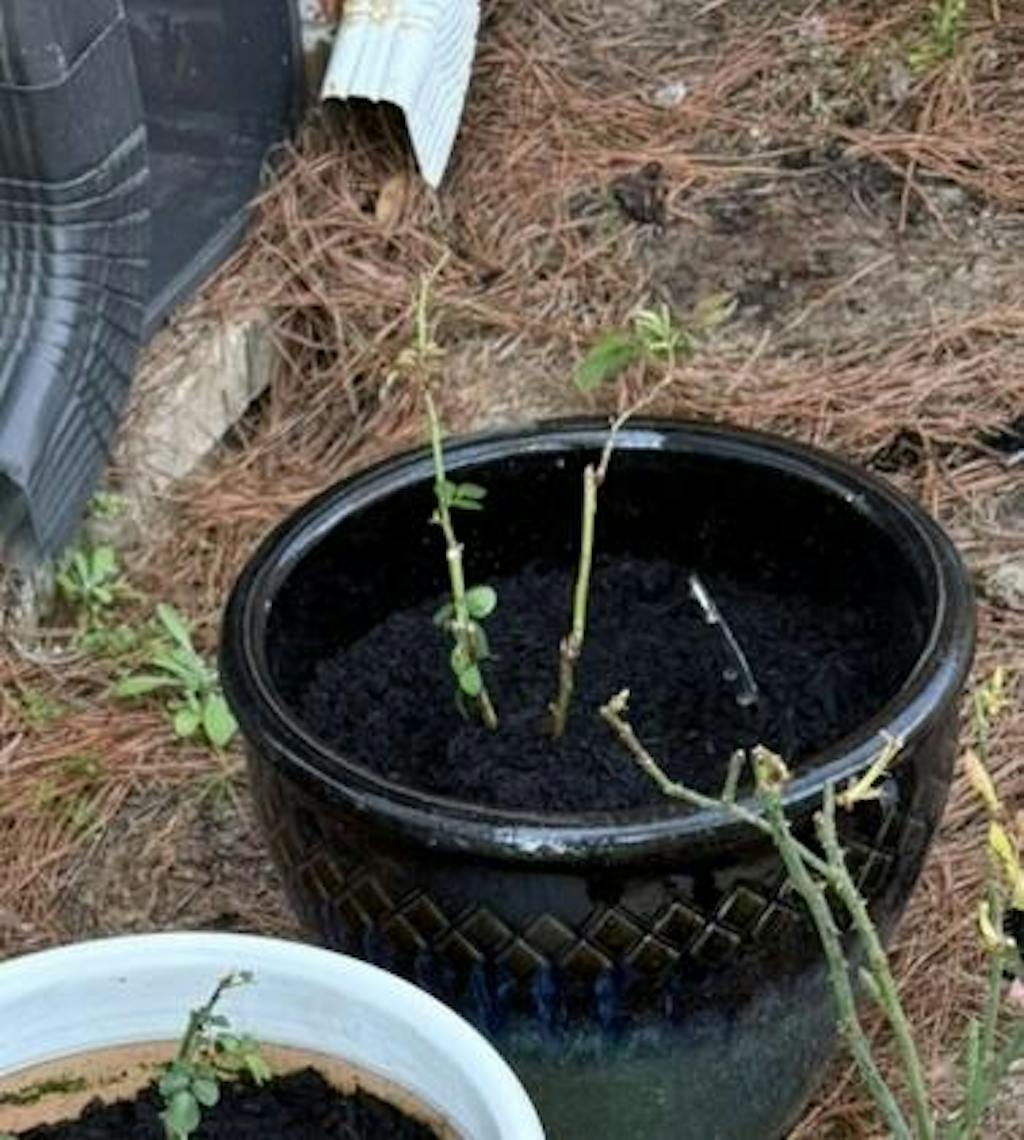 America Climbing Rose | Fragrant Rose Plant – Heirloom Roses